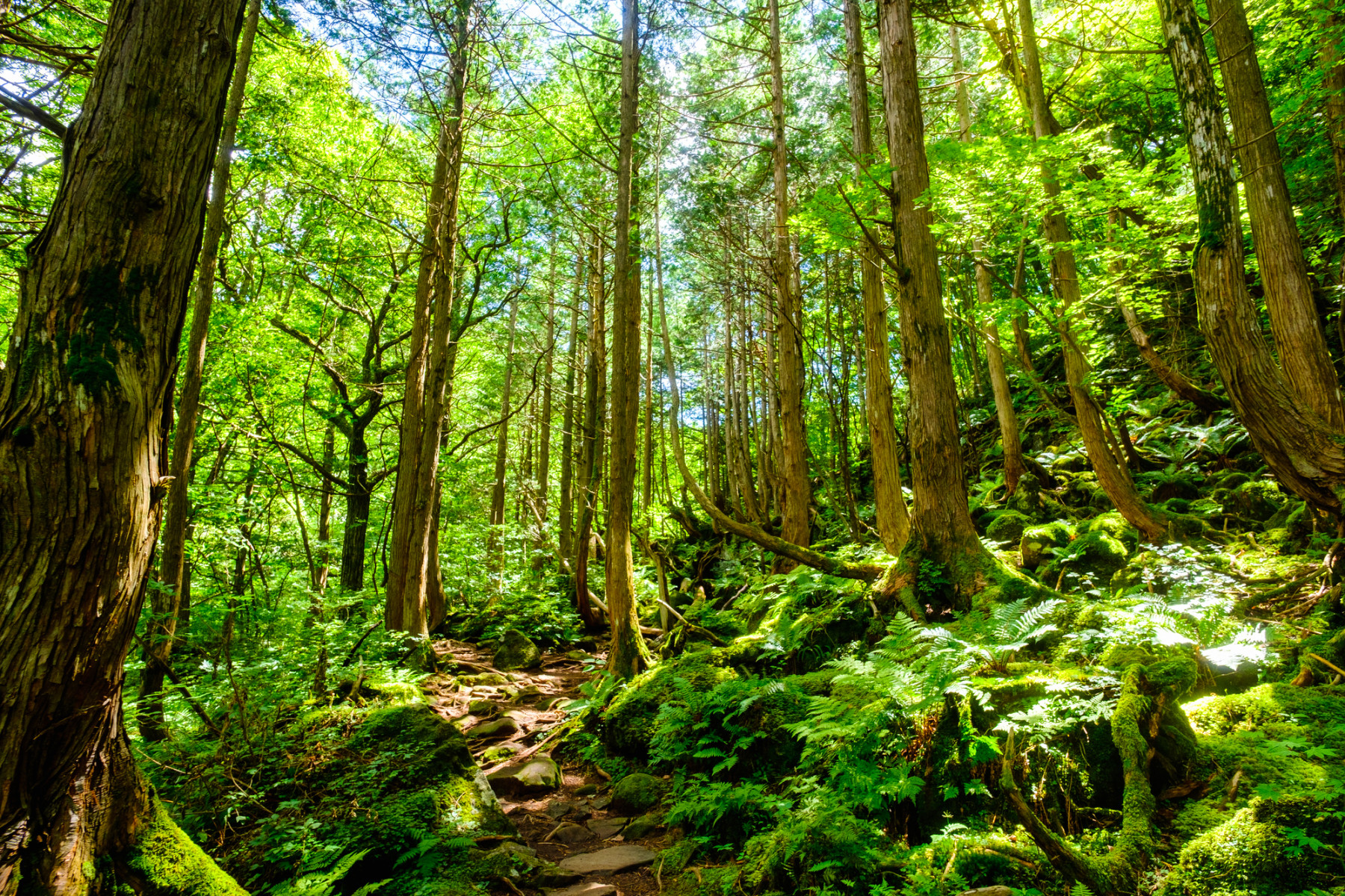 FSC®CoC認証 | 有限会社南和紙器